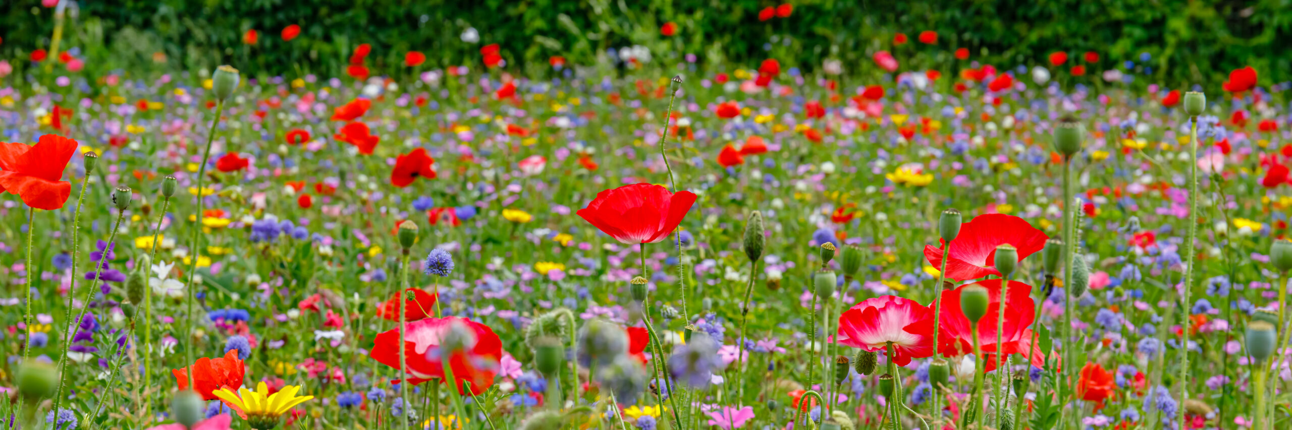 ¿Por qué tienen tantos colores las flores? – DUPO – Diario de la ...