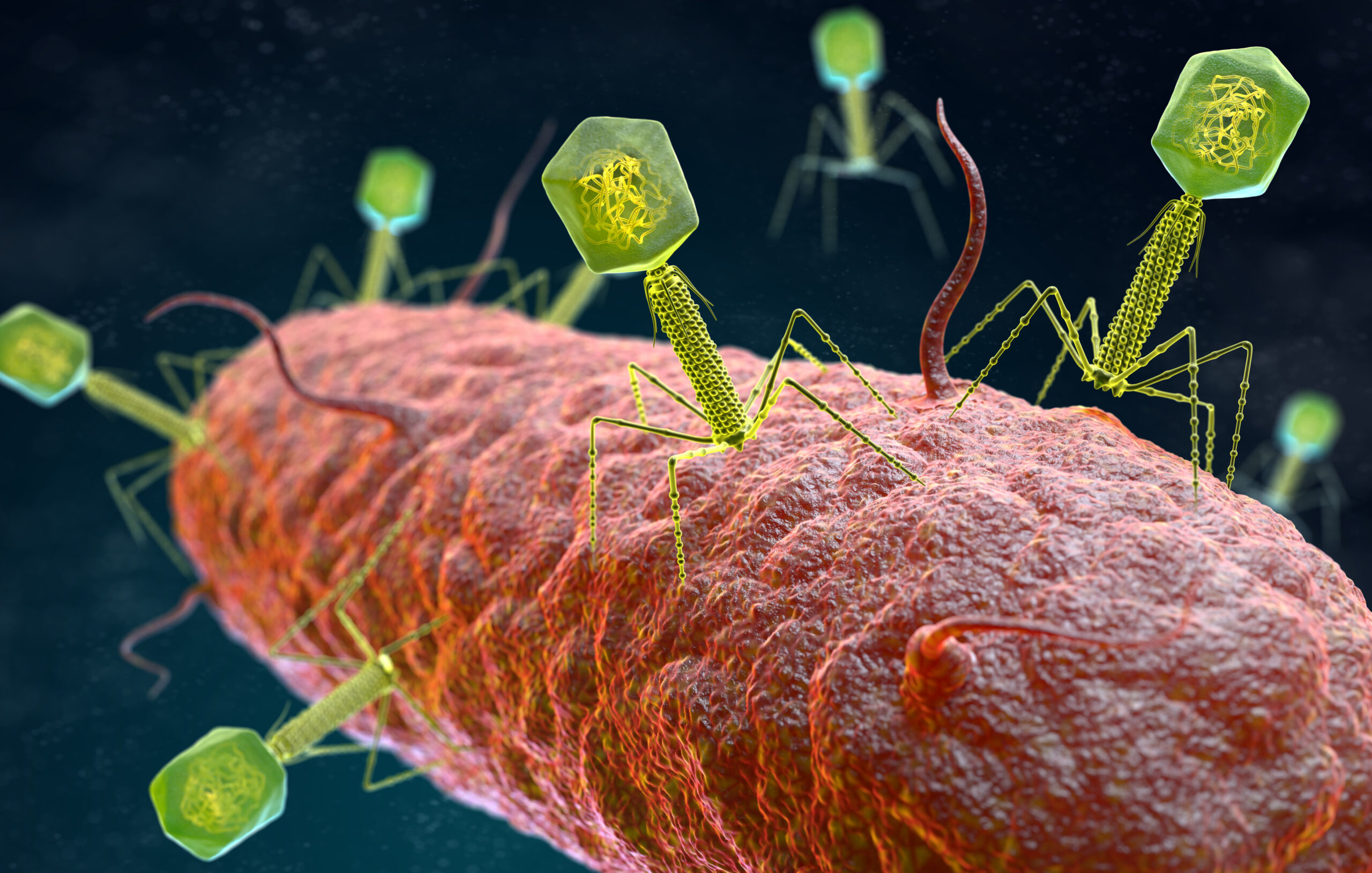 Las bacterias se vacunan frente a los virus y los virus se vacunan ... Las bacterias se vacunan frente a los virus y los virus se vacunan ...